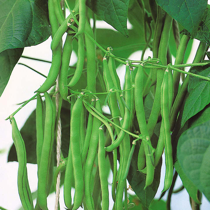 Dry Pea and Bean Forming, SOP Manual SOP-299