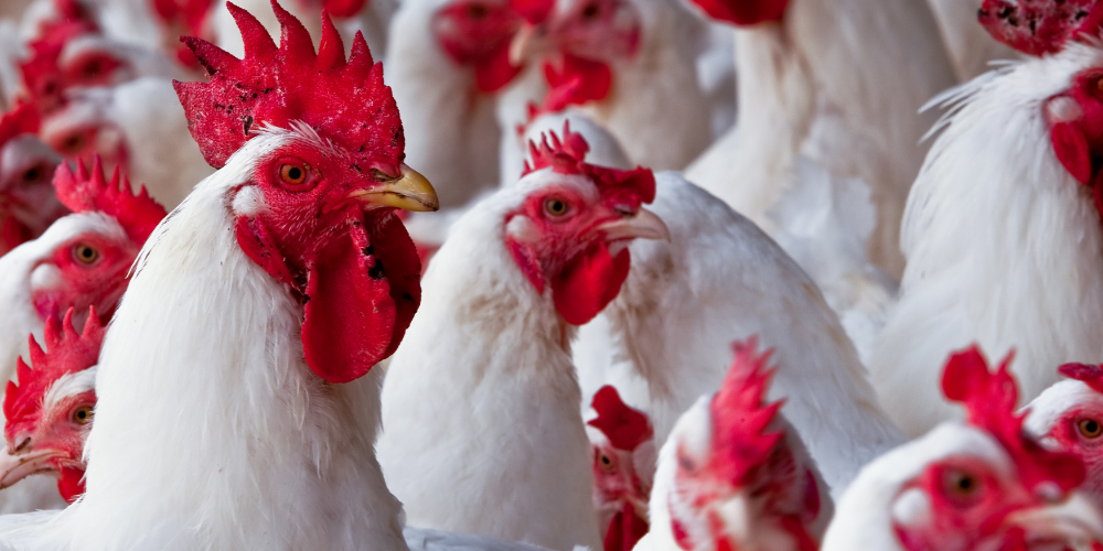 FC159-Forms and Checklists for Broilers and Other Meat Type Chicken ...
