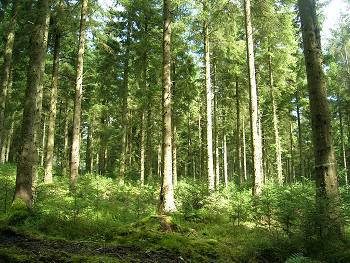 SOP Manual for Silviculture SOP-648