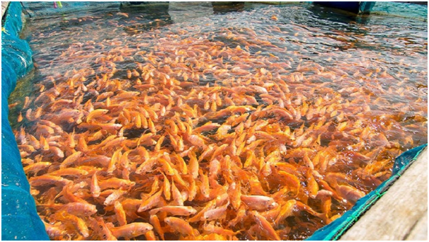 Finfish Farming and Fish Hatcheries, SOP Manual SOP-155