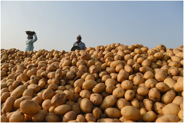 Potato Farming, SOP Manual SOP-445