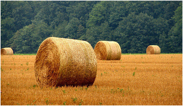 Hay Farming, SOP Manual SOP-309