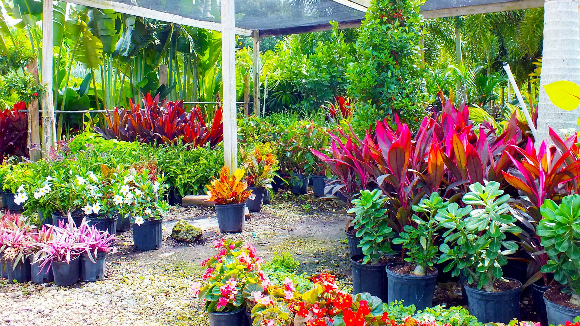 SOP Manual for Nursery and Tree Production SOP-1004