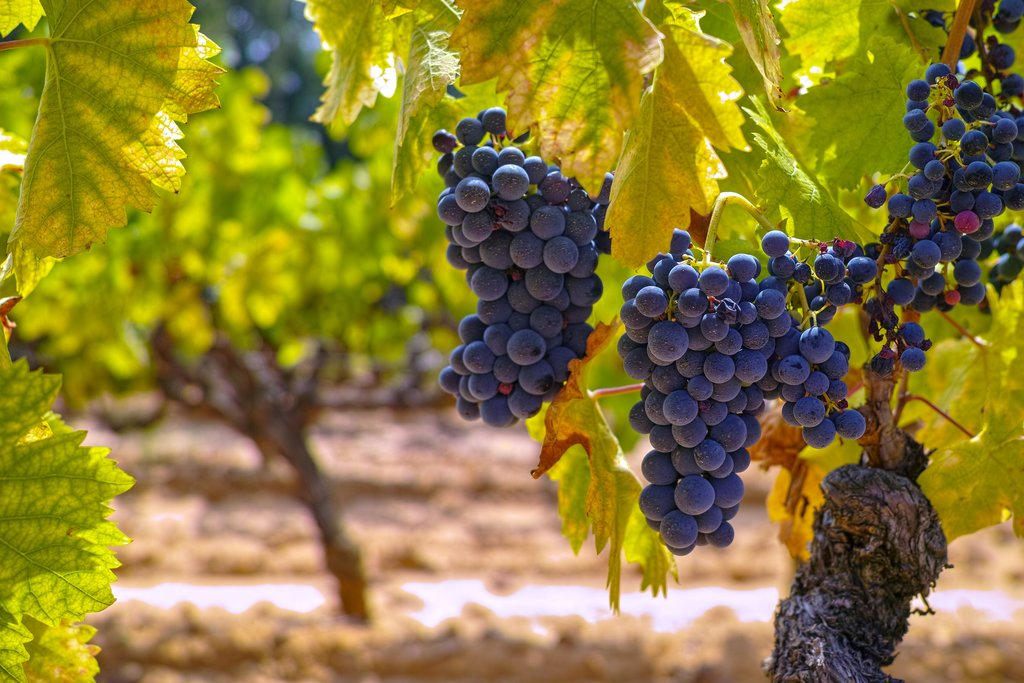 SOP Manual for Viticulture SOP-713